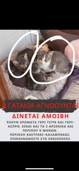 Χάθηκαν δυο μικρά γατάκια στην περιοχή του Καστρακίου | Ειδήσεις από ...