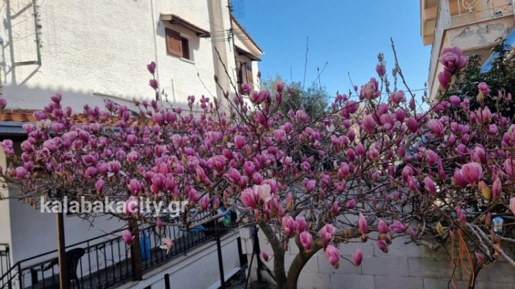 Μια υπέροχη Μανόλια στο κέντρο της Καλαμπάκας – KALAMPAKA | ΕΙΔΗΣΕΙΣ ...