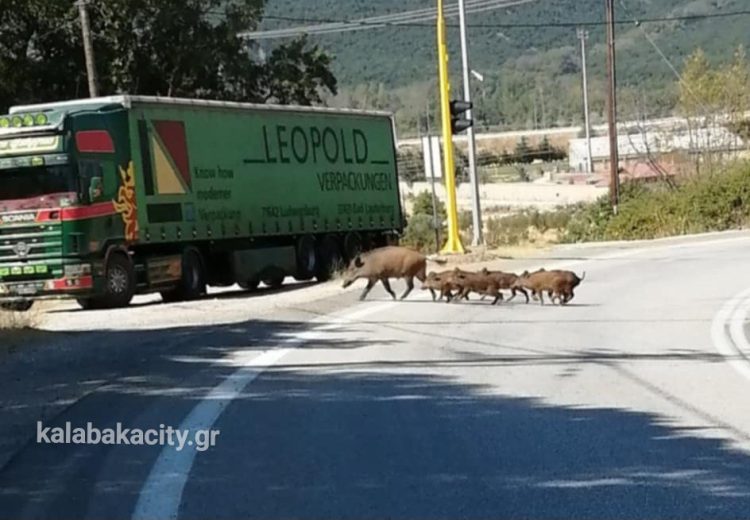 Καλαμπάκα: Αδιανόητες καταστάσεις πλέον με τα αγριογούρουνα στην πόλη ...